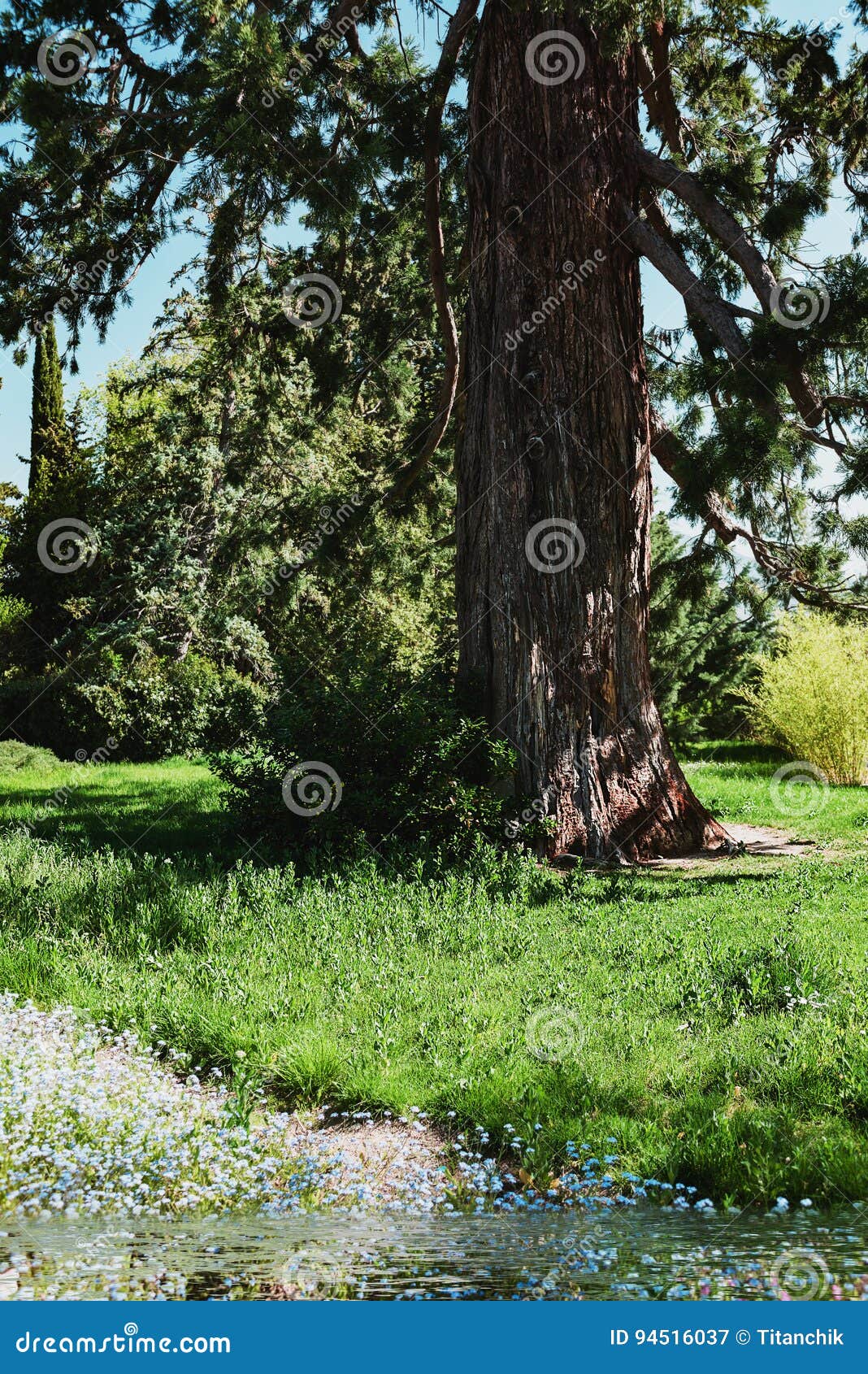 Majestic Sequoia- Evergreen Tree Stock Image - Image of green ...