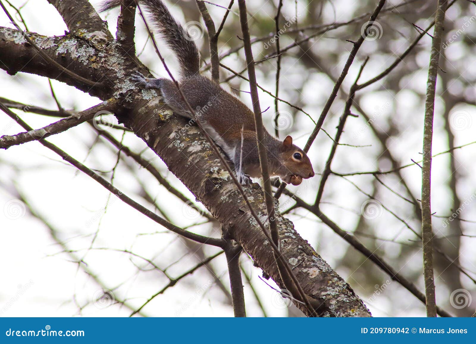 A Majestic Shot of a Squirrel on Bare Tree Branches with a Nut in Its ...