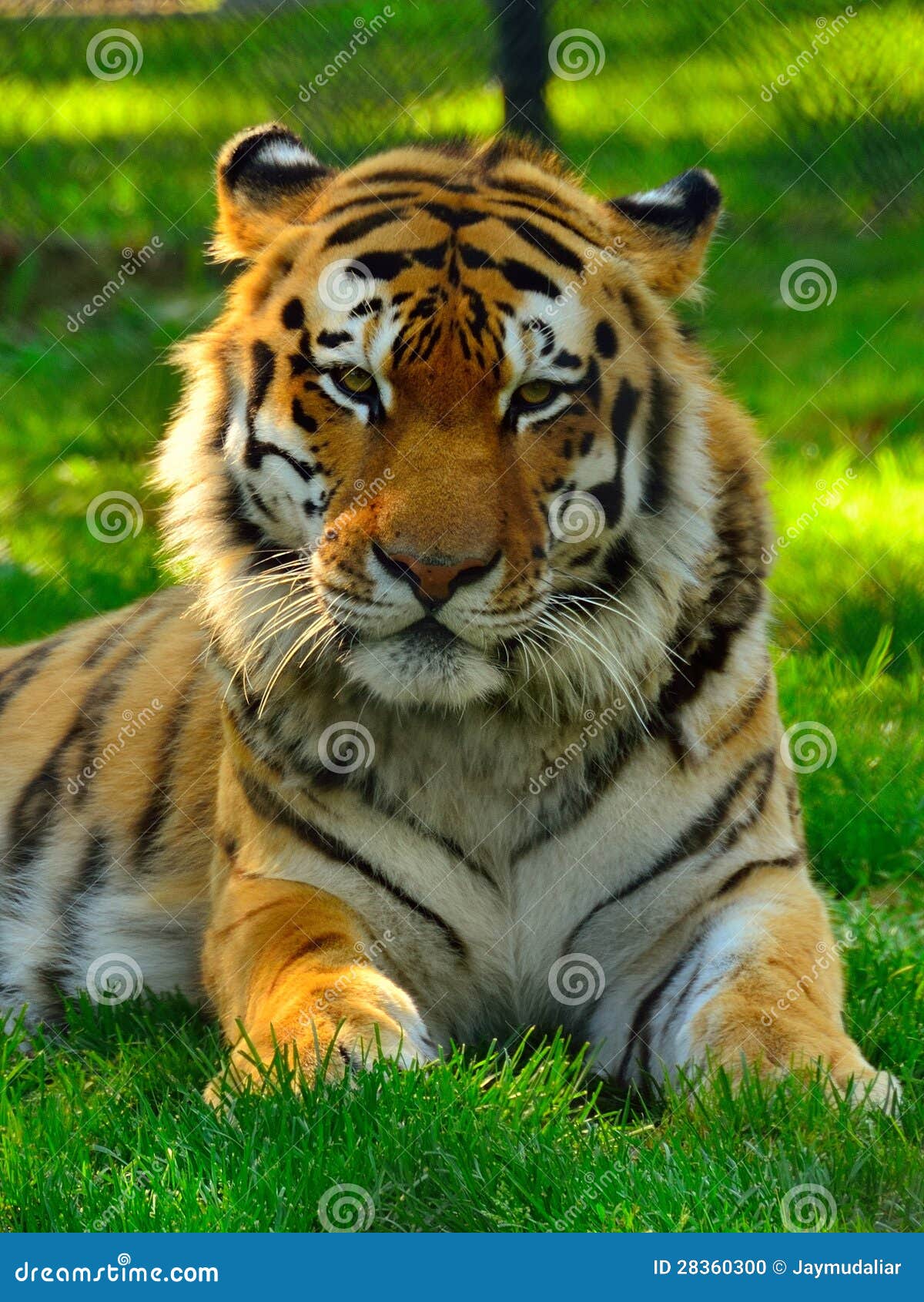 Majestic Siberian Tiger stock photo. Image of angry, beautiful - 28360300