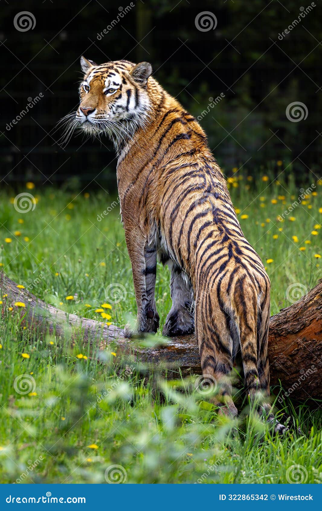 Majestic Siberian Tiger on a Log in a Zoo Stock Photo - Image of ...