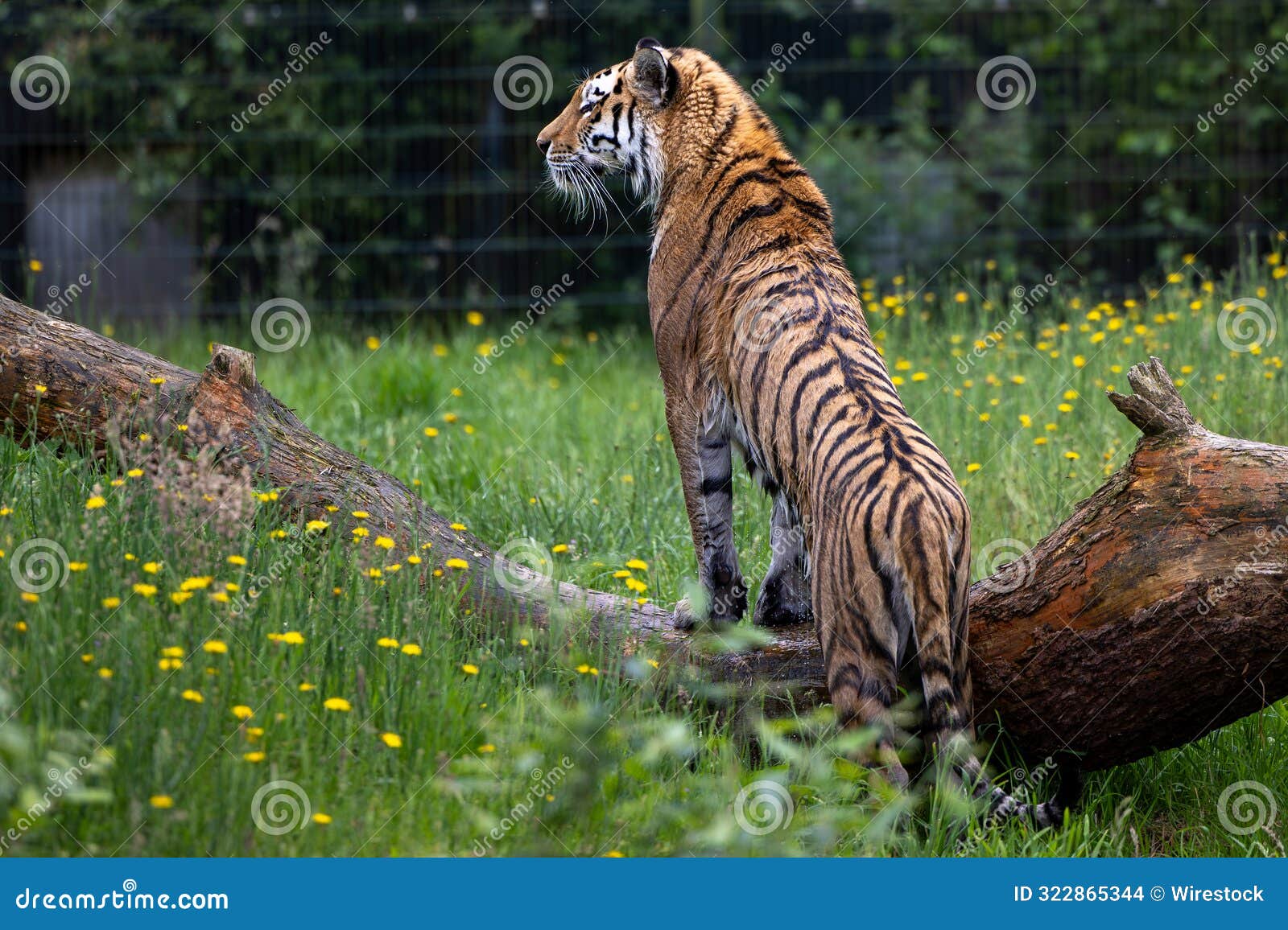 Majestic Siberian Tiger on a Log in a Zoo Stock Photo - Image of ...