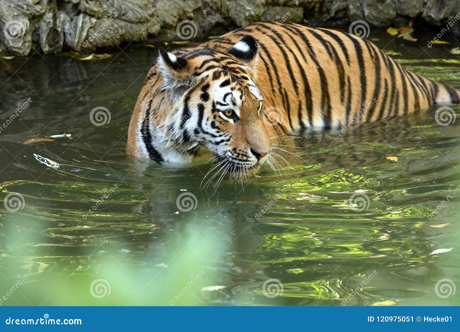 The Majestic Siberian Tiger Stock Image - Image of animal, majestic ...