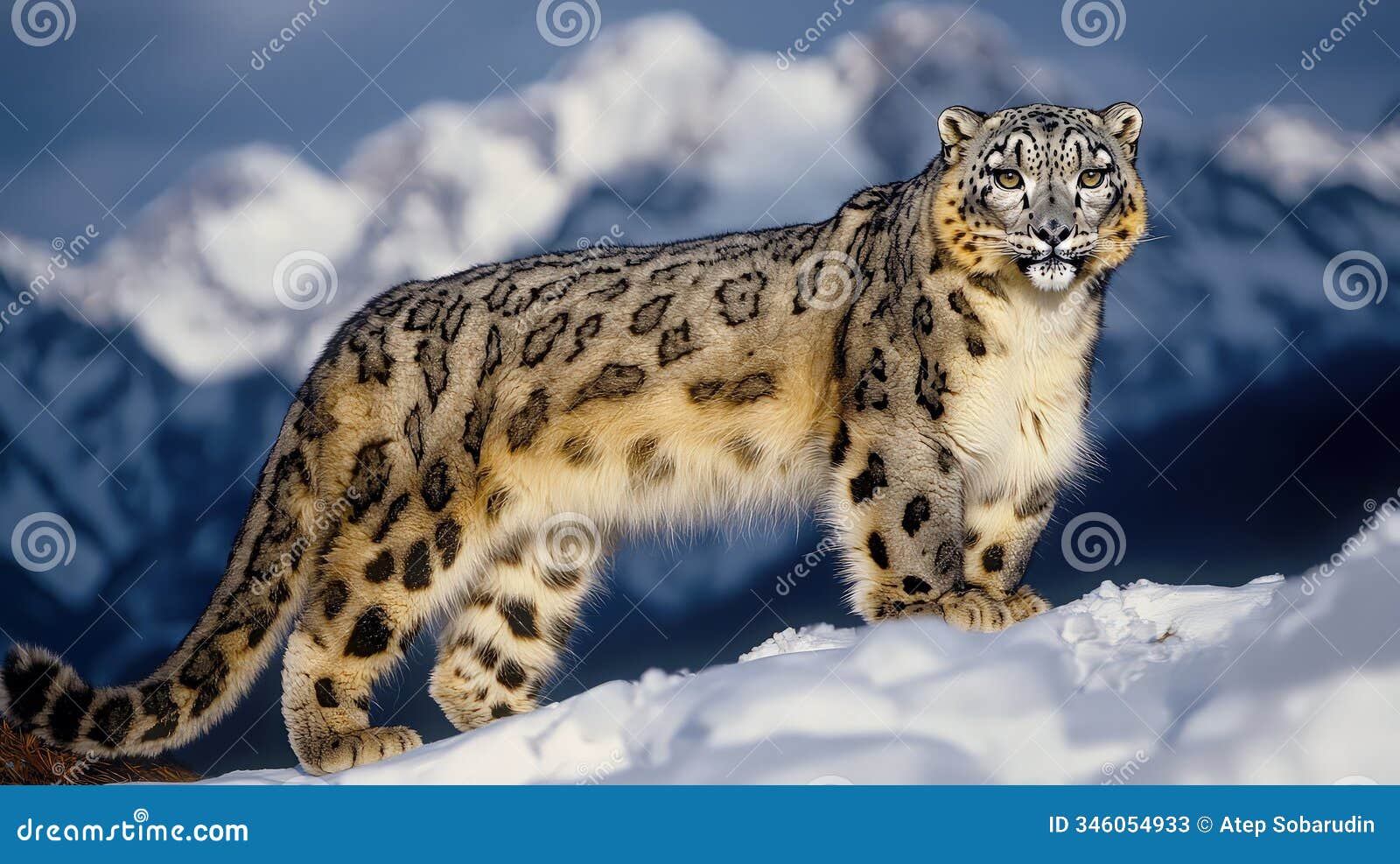 Majestic Snow Leopard Standing on a Snowy Mountain Peak Stock Image ...