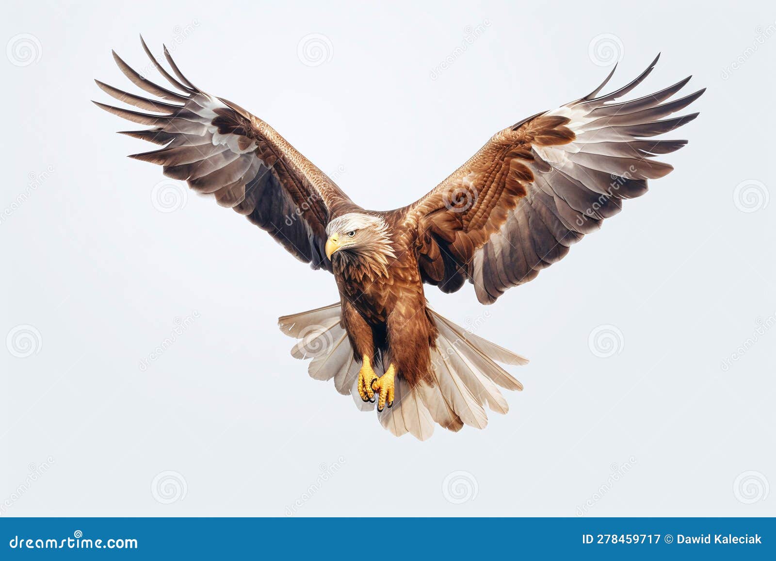 Majestic Soar: Eagle On Transparent Background. Royalty-Free Stock ...