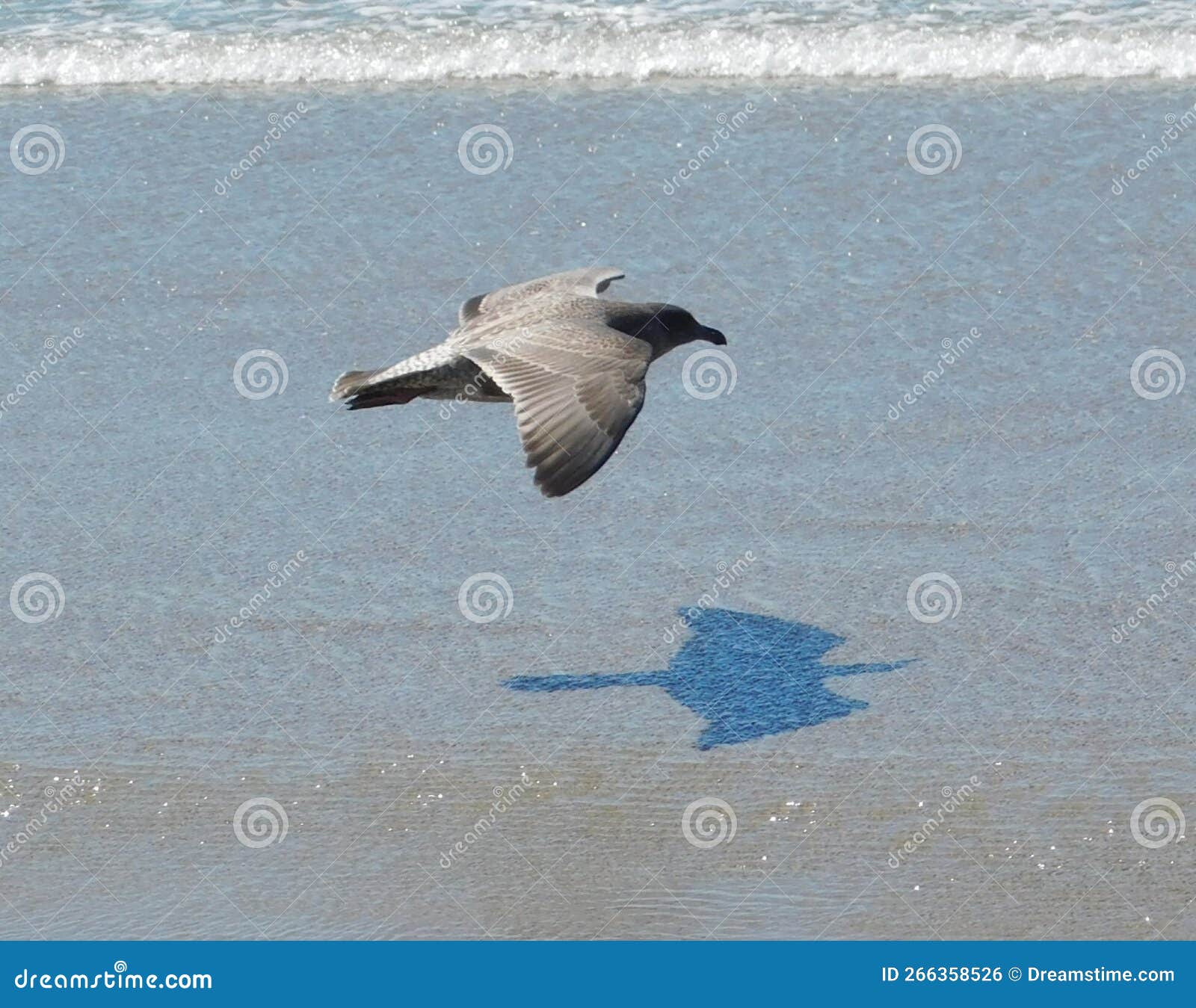 Majestic soaring seagull stock photo. Image of waterfowl - 266358526
