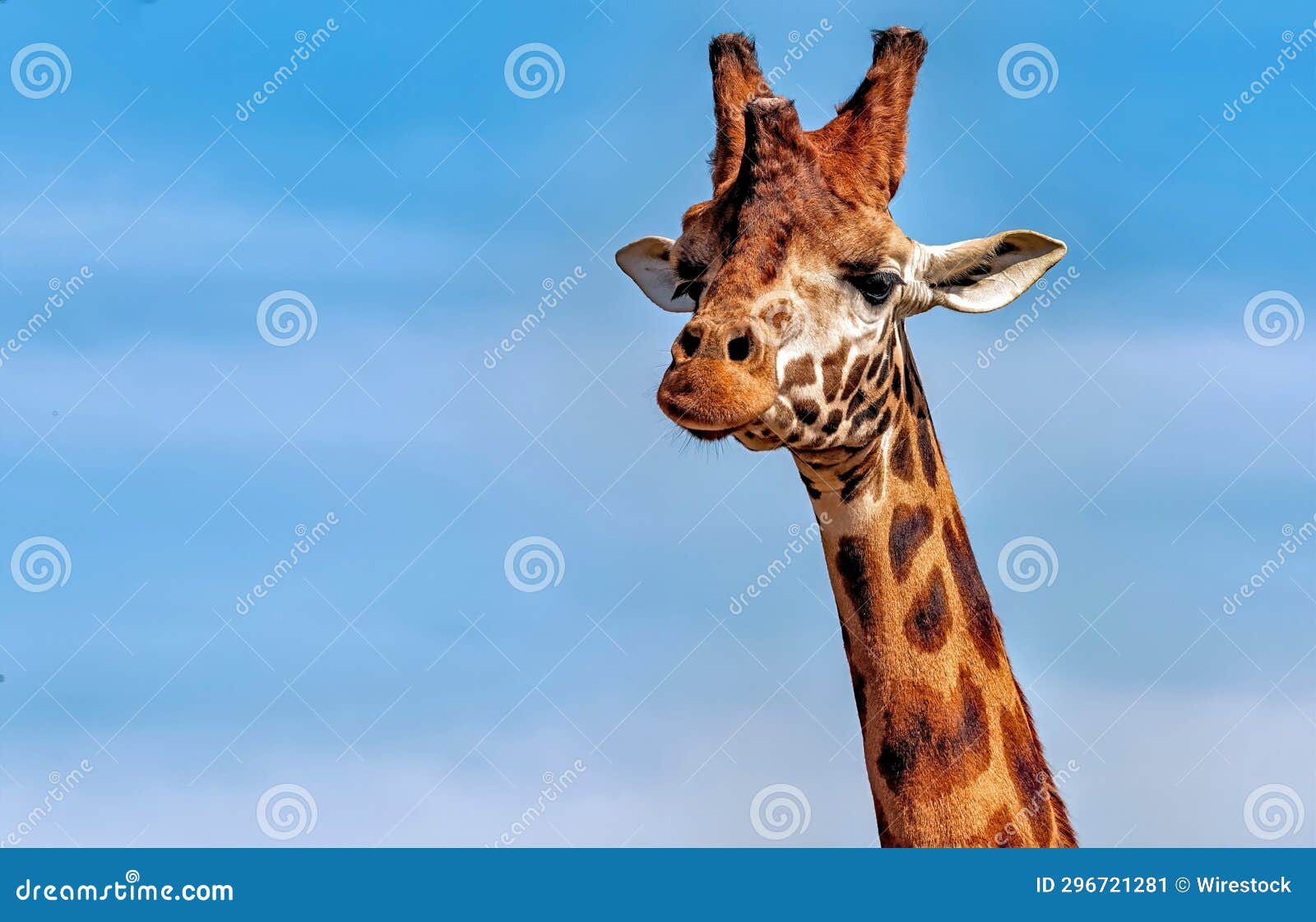 Majestic Spotted Giraffe a Bright Blue Sky Backdrop Stock Image - Image ...