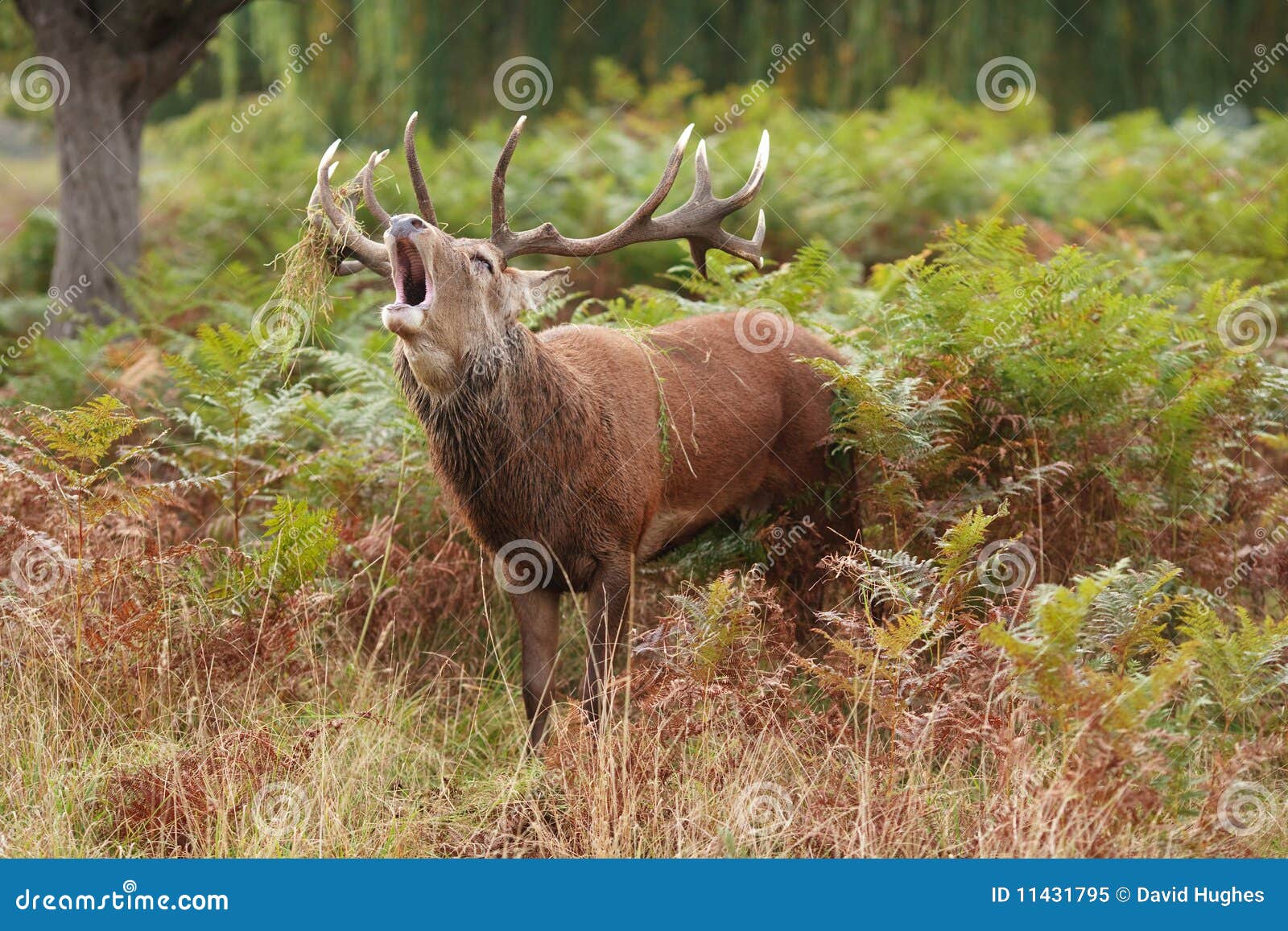 Majestic Stag Braying Wild Red Deer Stock Image - Image of large ...