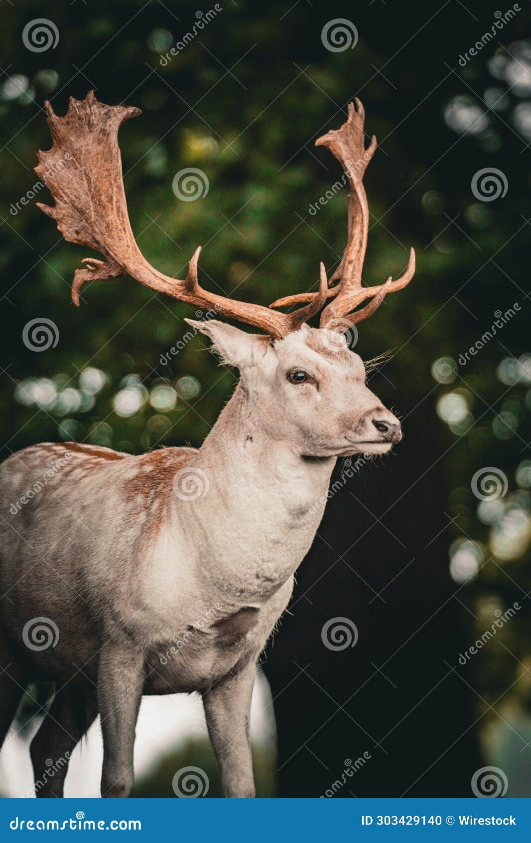 Majestic Stag Stands Tall in a Sunlit Forest Glade Stock Photo - Image ...