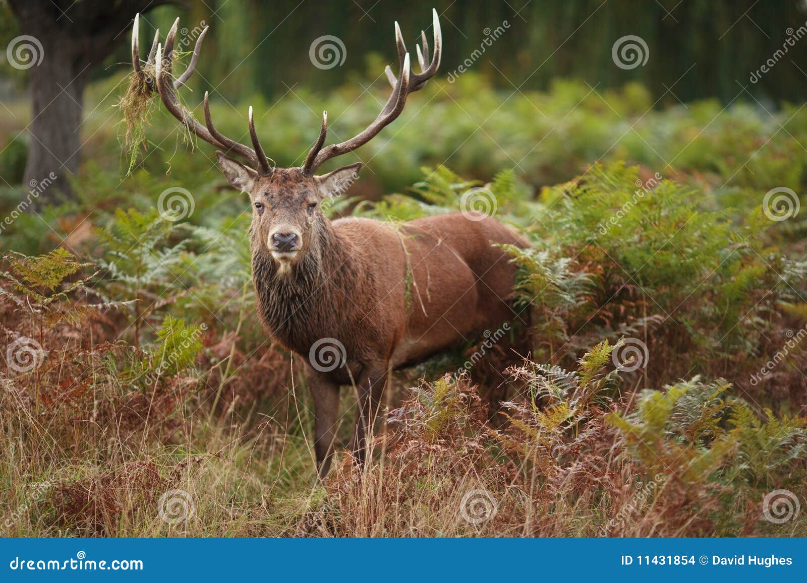 Majestic Stag Wild Red Deer Stock Photo - Image of leaves, foliage ...