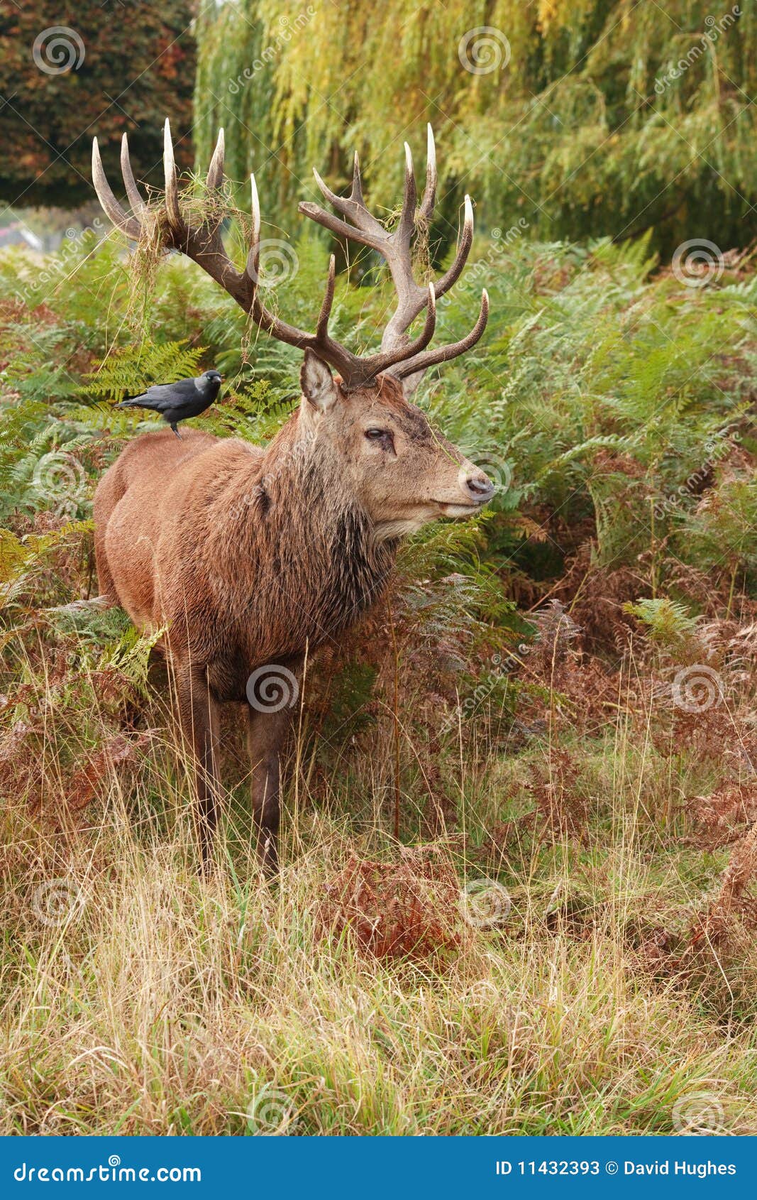 Majestic Stag Wild Red Deer Stock Image - Image of bird, alone: 11432393