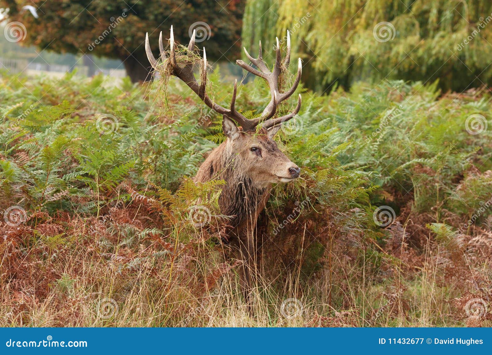 Majestic Stag Wild Red Deer Stock Image - Image of hart, lone: 11432677