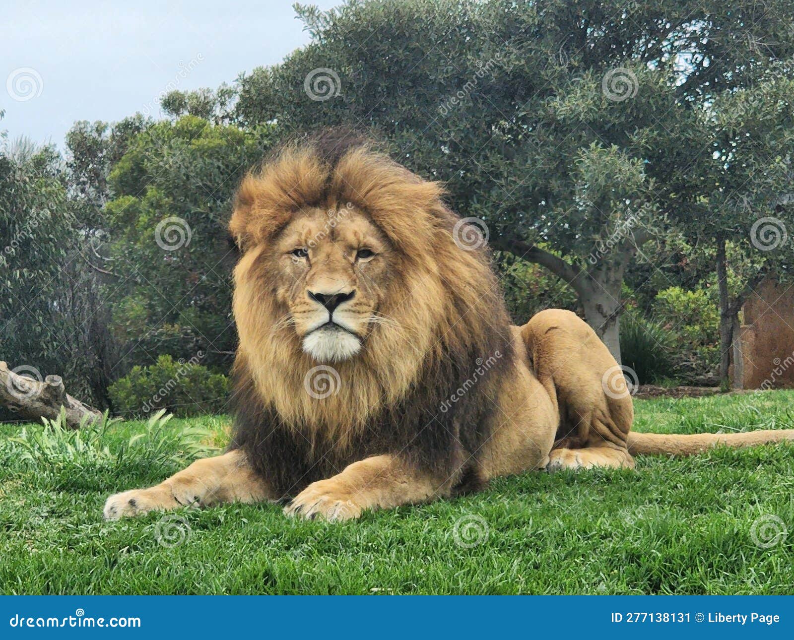 Staring Lion stock image. Image of carnivore, adventure - 277138131