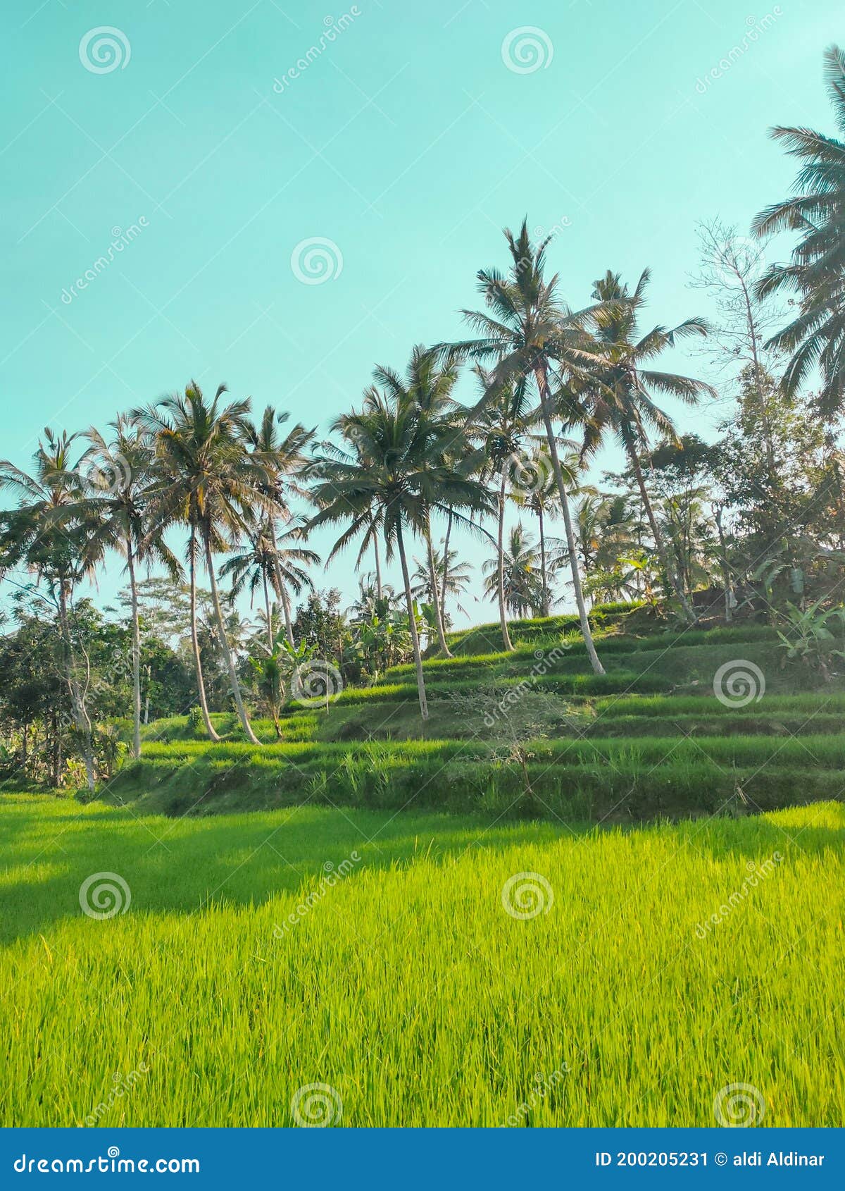 The Majestic of Subak Landscape of Bali Stock Image - Image of crop ...