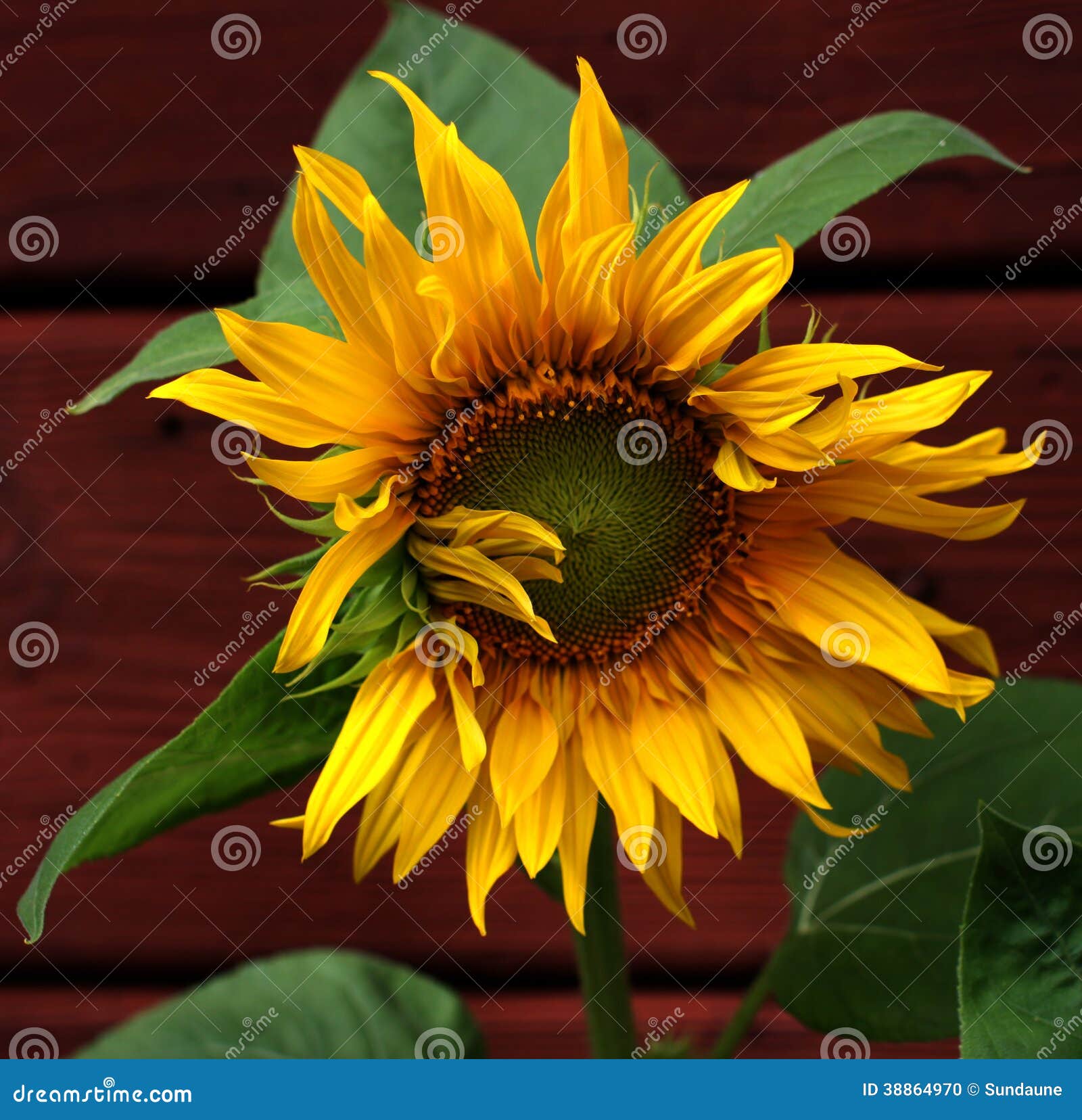 Majestic sunflower stock photo. Image of summer, ratio - 38864970
