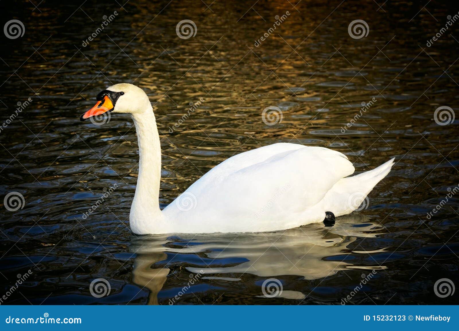 Majestic Swan stock image. Image of love, beautiful, bird - 15232123