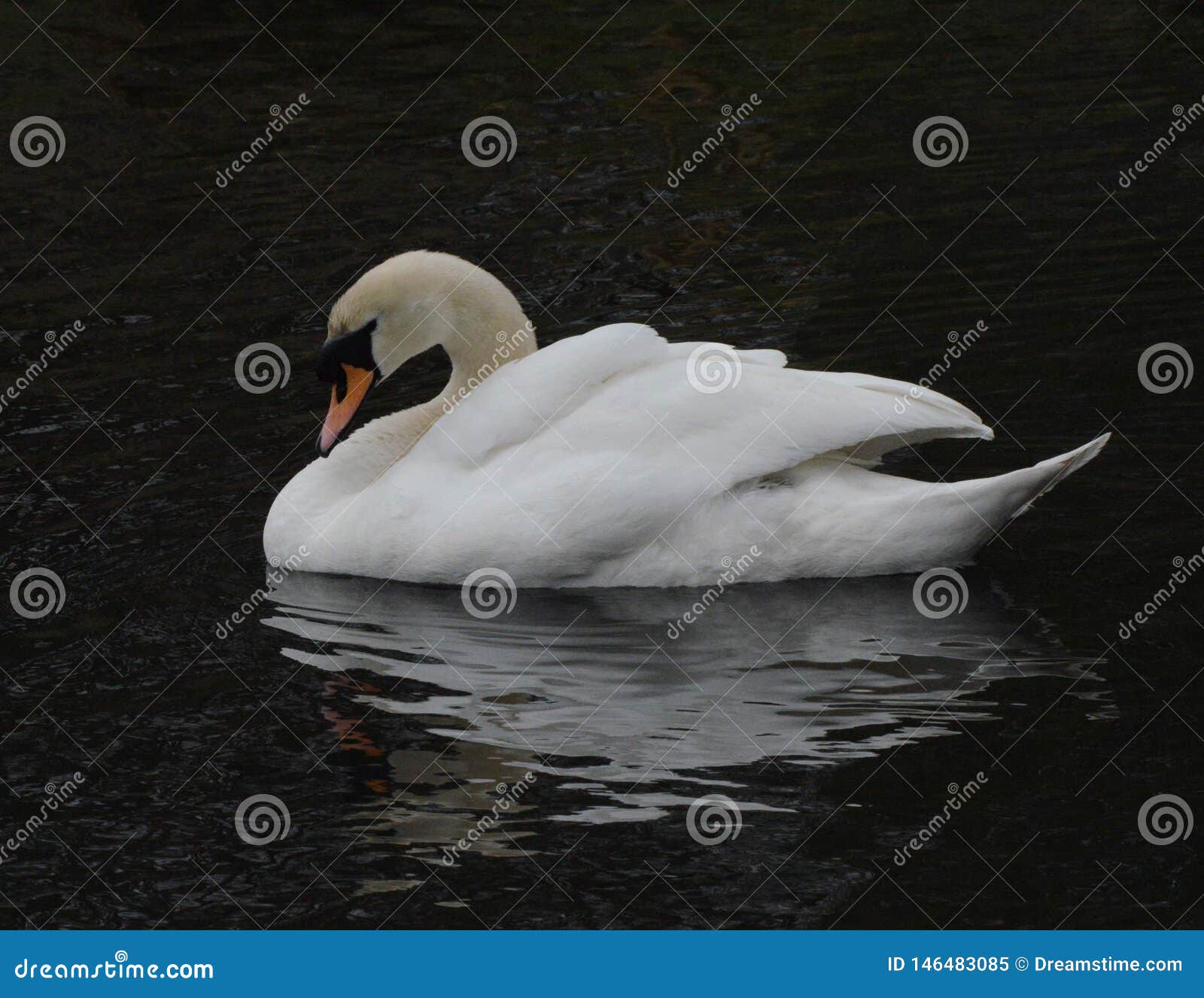 A Majestic Swan Gliding Gracefully On A Calm Lake, Its Long Neck Curved ...