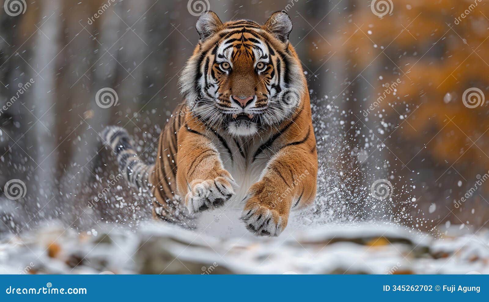 A Majestic Tiger Leaps Through The Snow, Its Powerful Muscles And Sharp ...