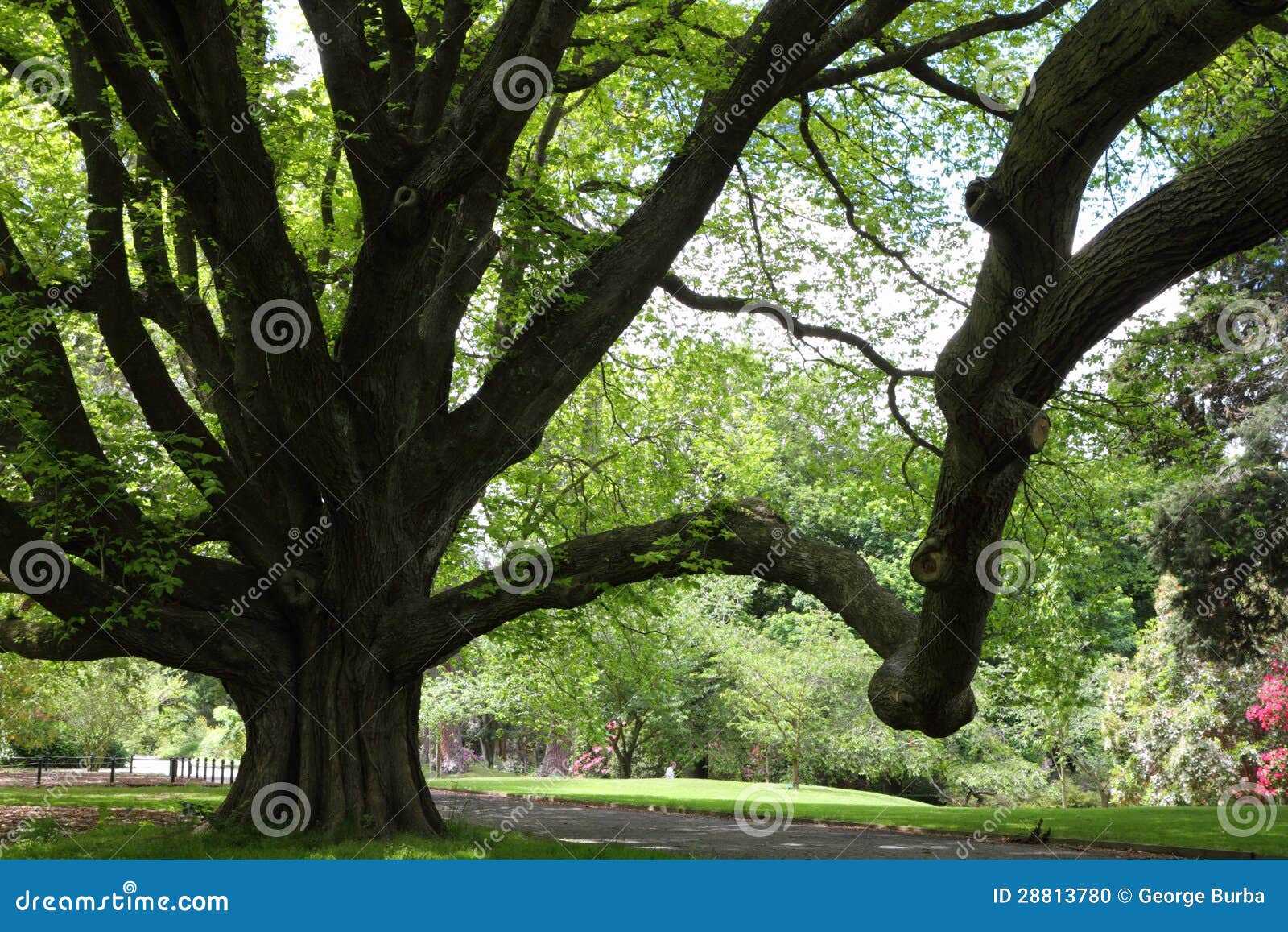 Majestic tree stock photo. Image of nature, plant, brown - 28813780