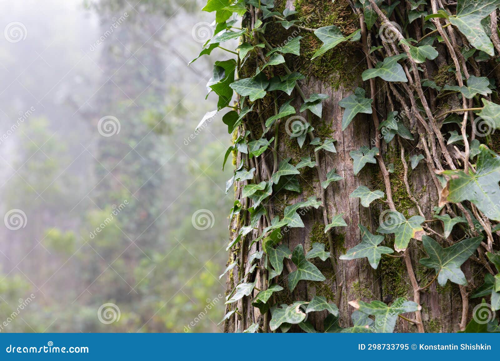A Majestic Tree Adorned with Vines Stands Tall in a Lush Forest Stock ...
