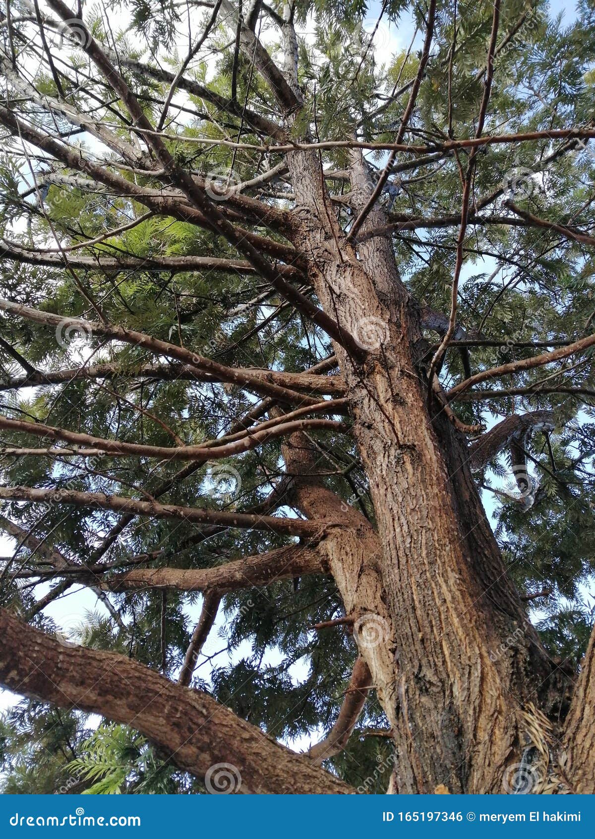 Majestic tree stock photo. Image of leaves, branches - 165197346
