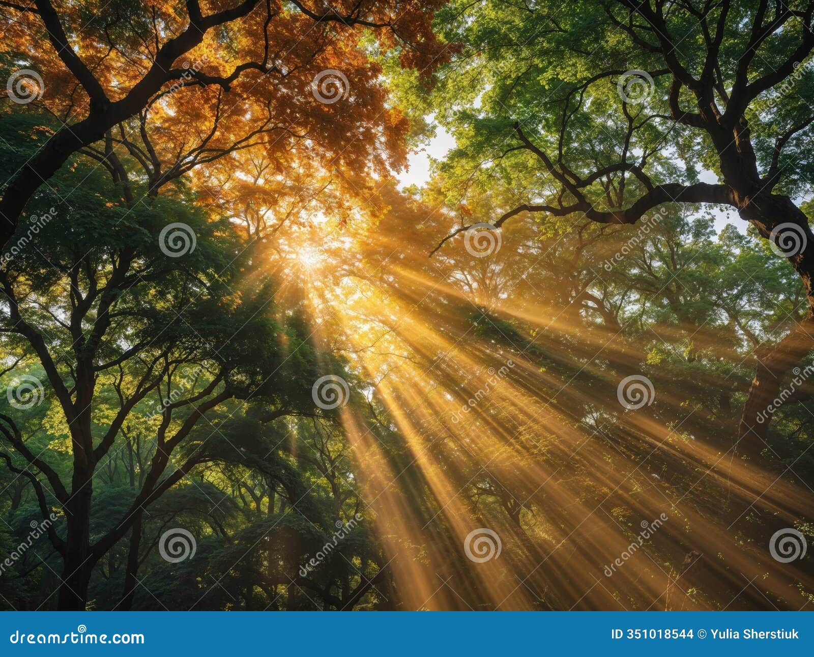 Majestic Tree Canopy Illuminated by Golden Sunlight from Below Stock ...