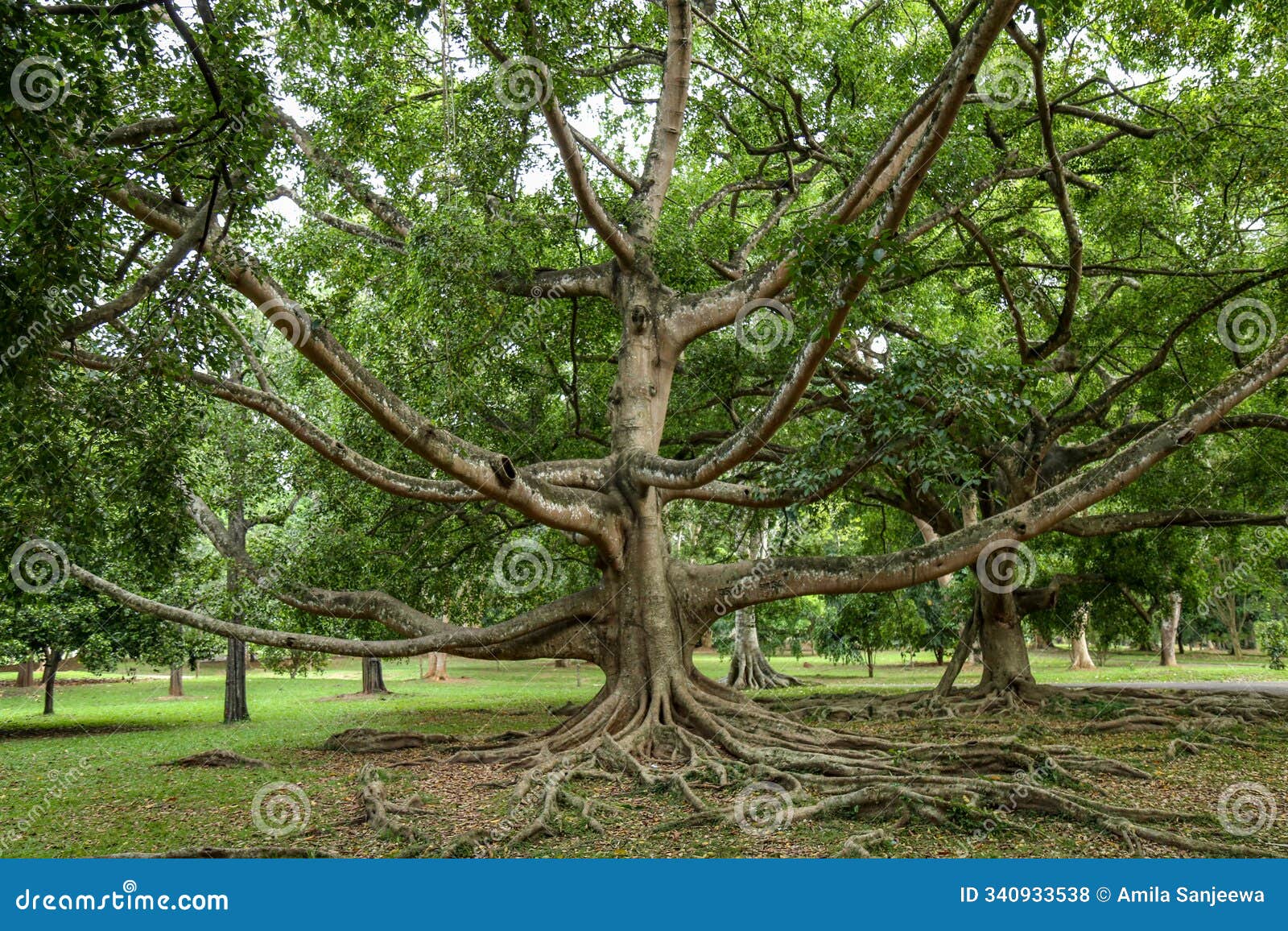 Majestic Tree with Exposed Roots in a Green Park Stock Photo - Image of ...
