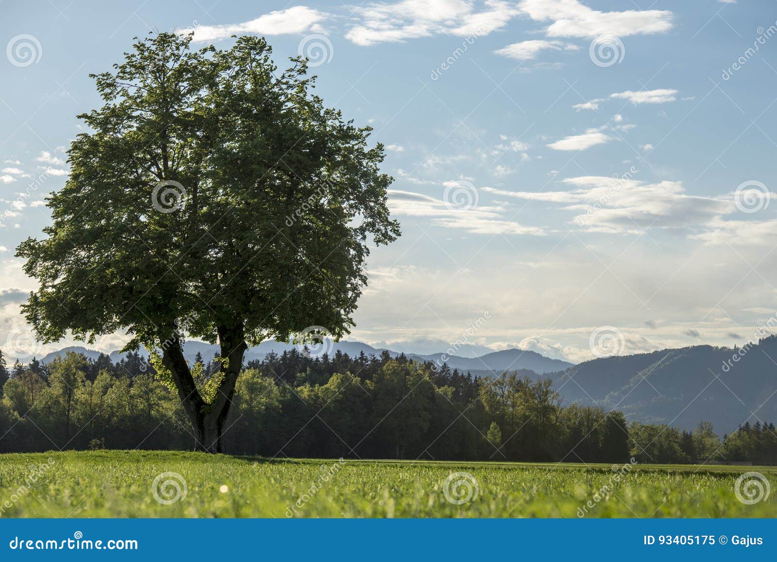 Majestic Oak Tree Stump, Concentric Rings, Grainy Texture Stock ...