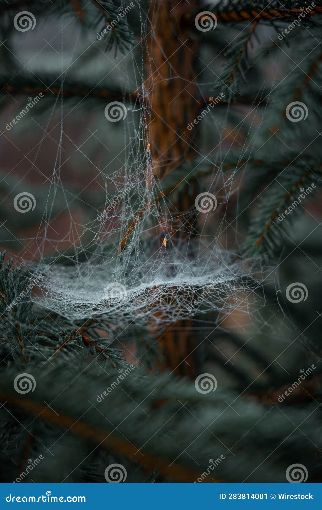 A Tree that Has a Web Hanging from it S Branches Stock Image - Image of ...