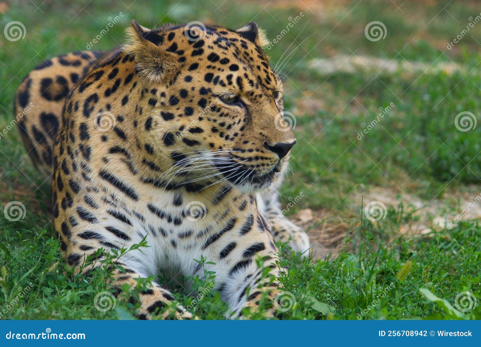 Majestic View of an Amur Leopard Sitting on a Grassy Ground Stock Photo ...
