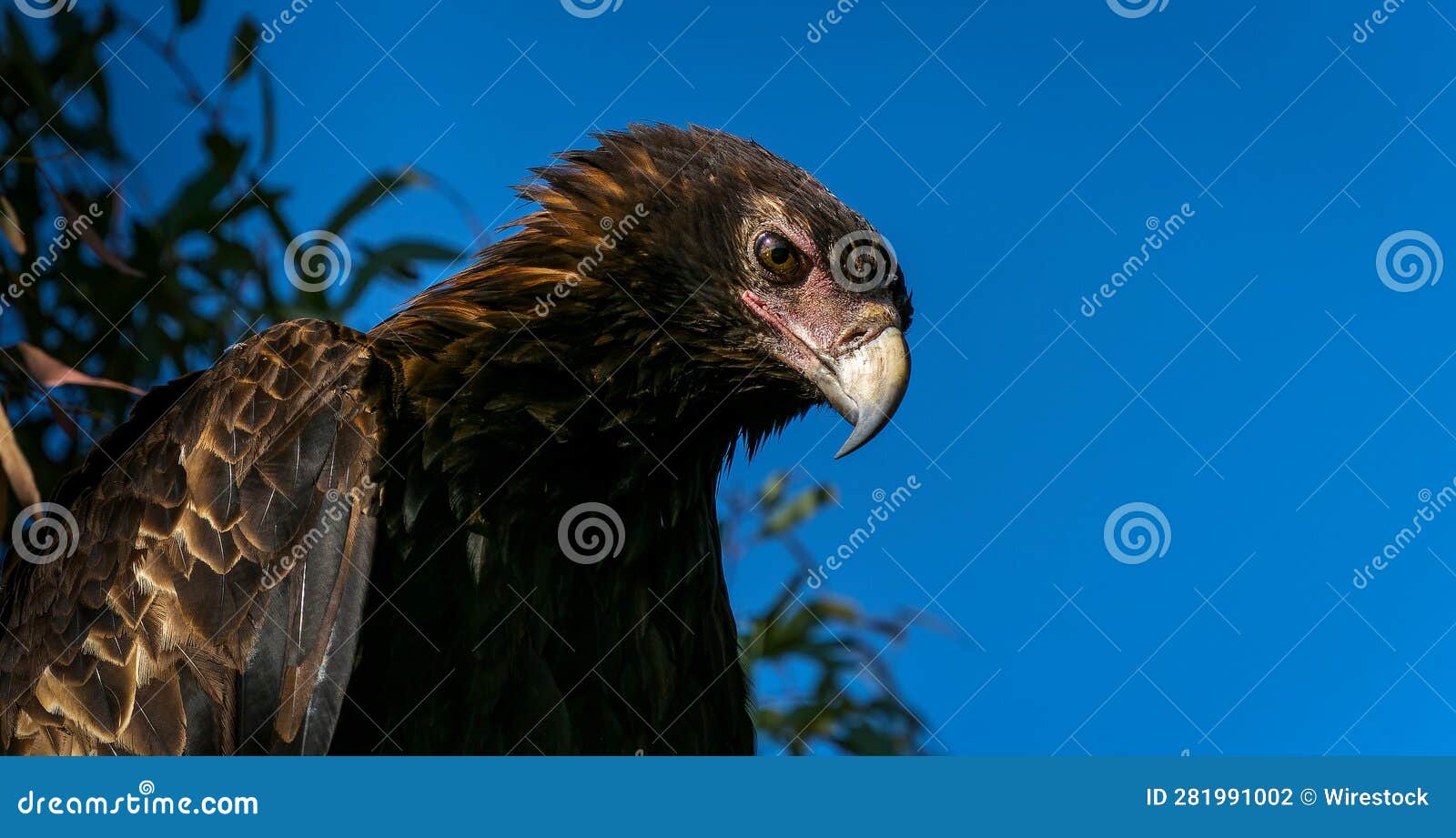 Majestic Wedge-tailed Eagle Perched Atop a Bush Stock Photo - Image of ...