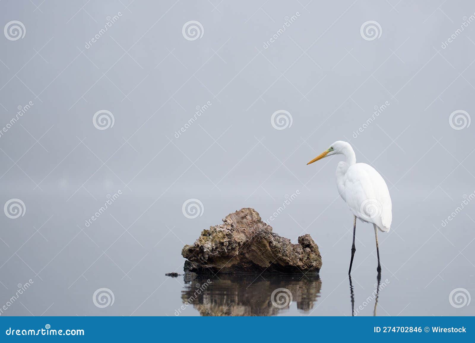 Majestic White Egret Wading in a Reflective Pond Stock Photo - Image of ...