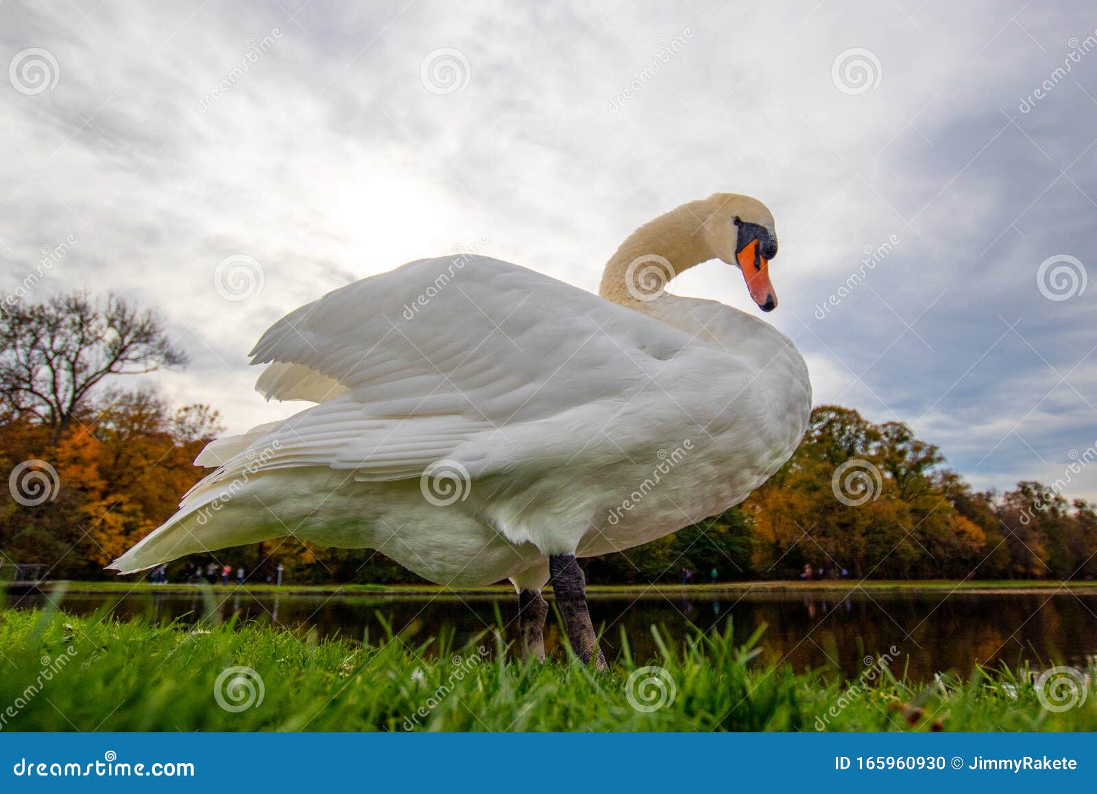 A Majestic White Swan in the Grass at a Lake Stock Photo - Image of ...