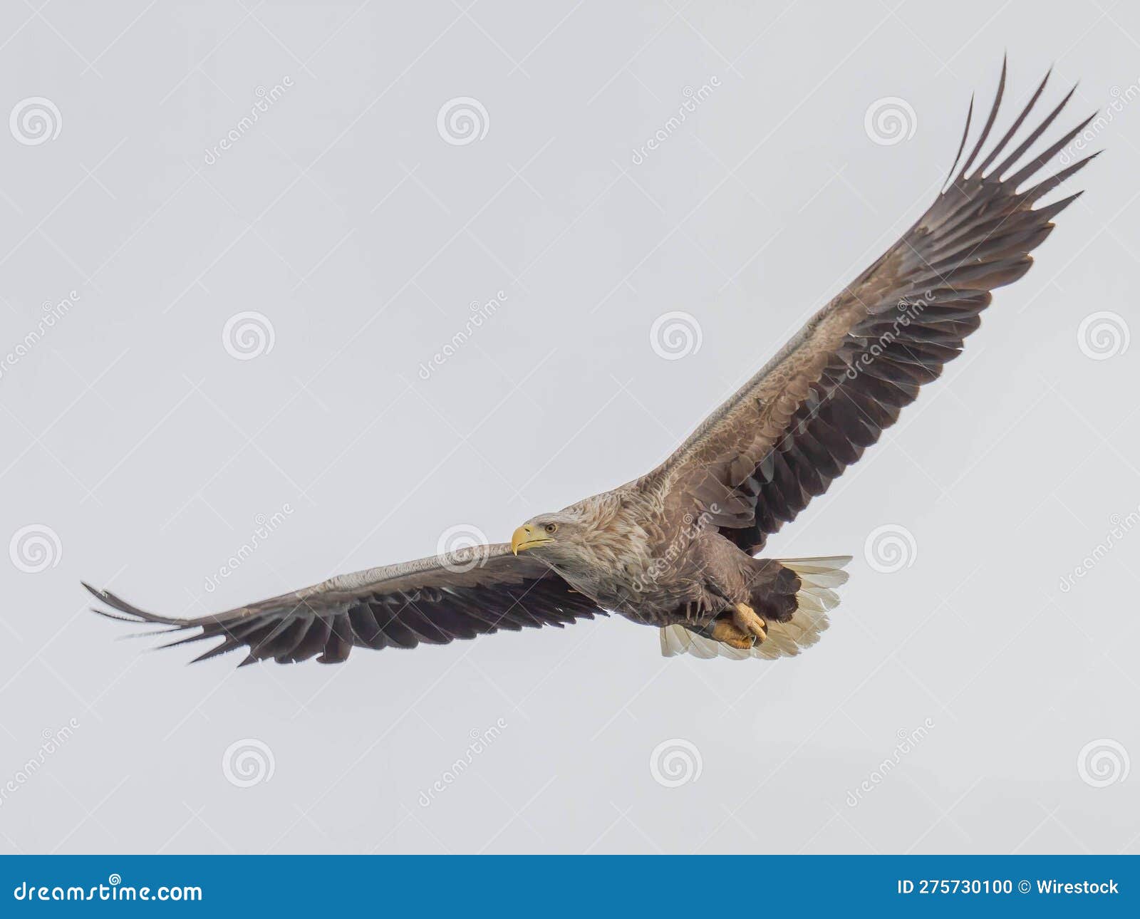 Majestic White-tailed Eagle in Flight Stock Photo - Image of bird ...