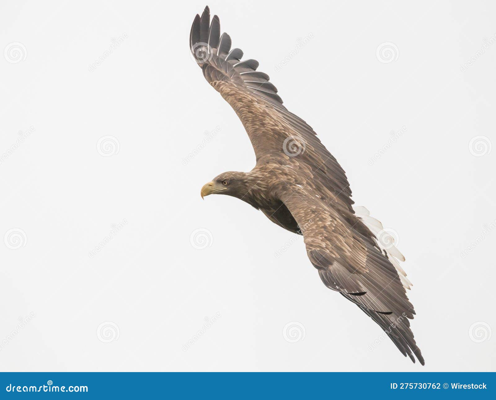 Majestic White-tailed Eagle in Flight Stock Photo - Image of fauna ...
