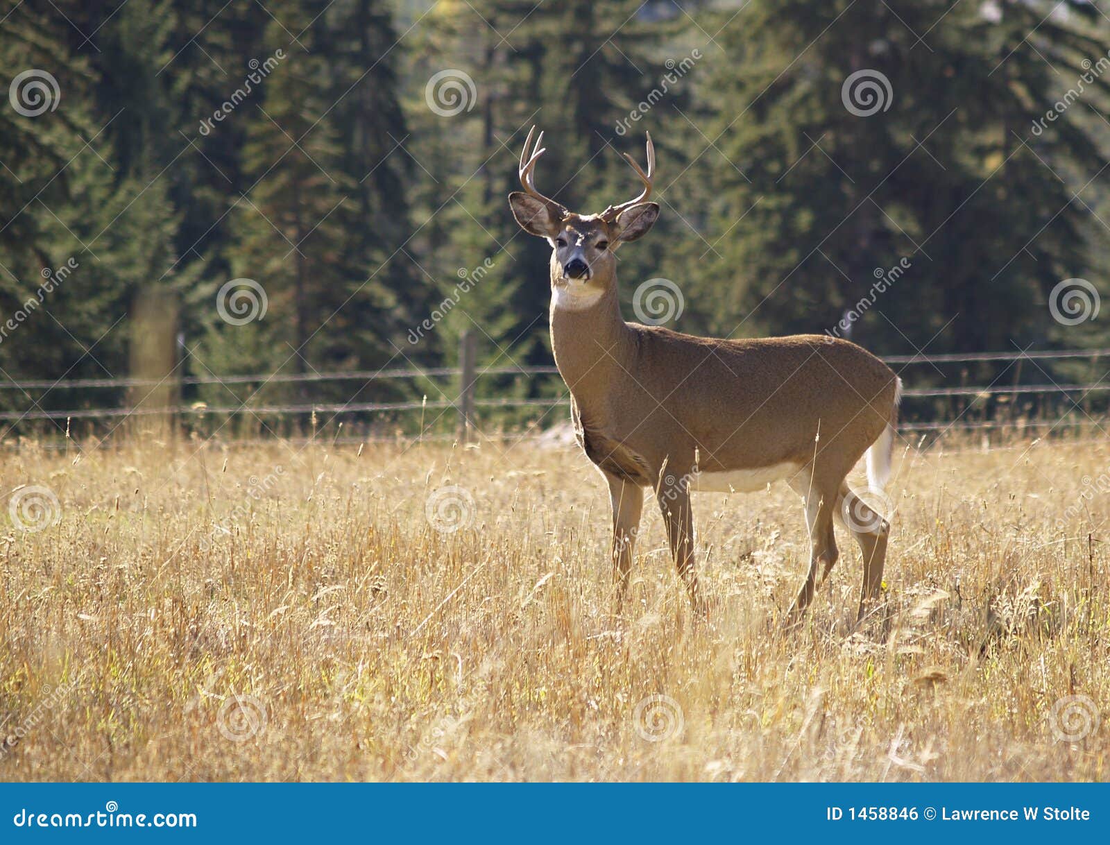 A Majestic Whitetail Buck Royalty Free Stock Image - Image: 1458846