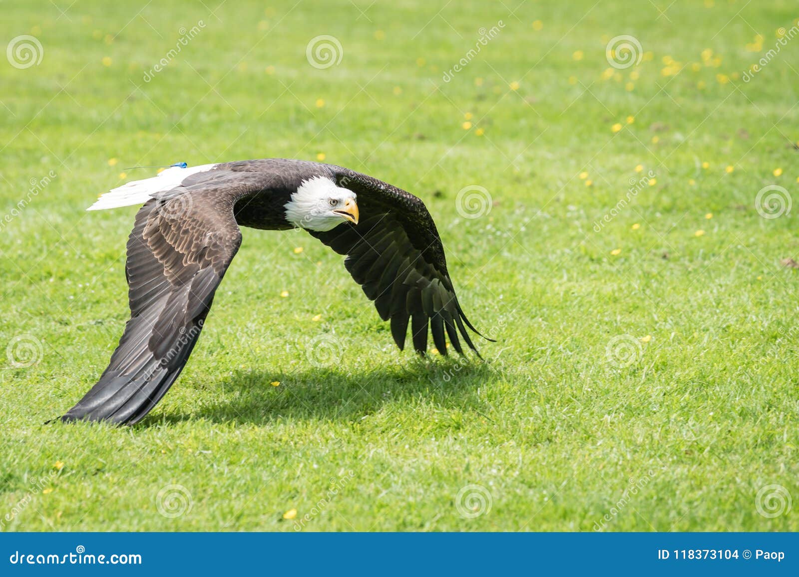 Bald eagle flying low stock photo. Image of immense - 118373104