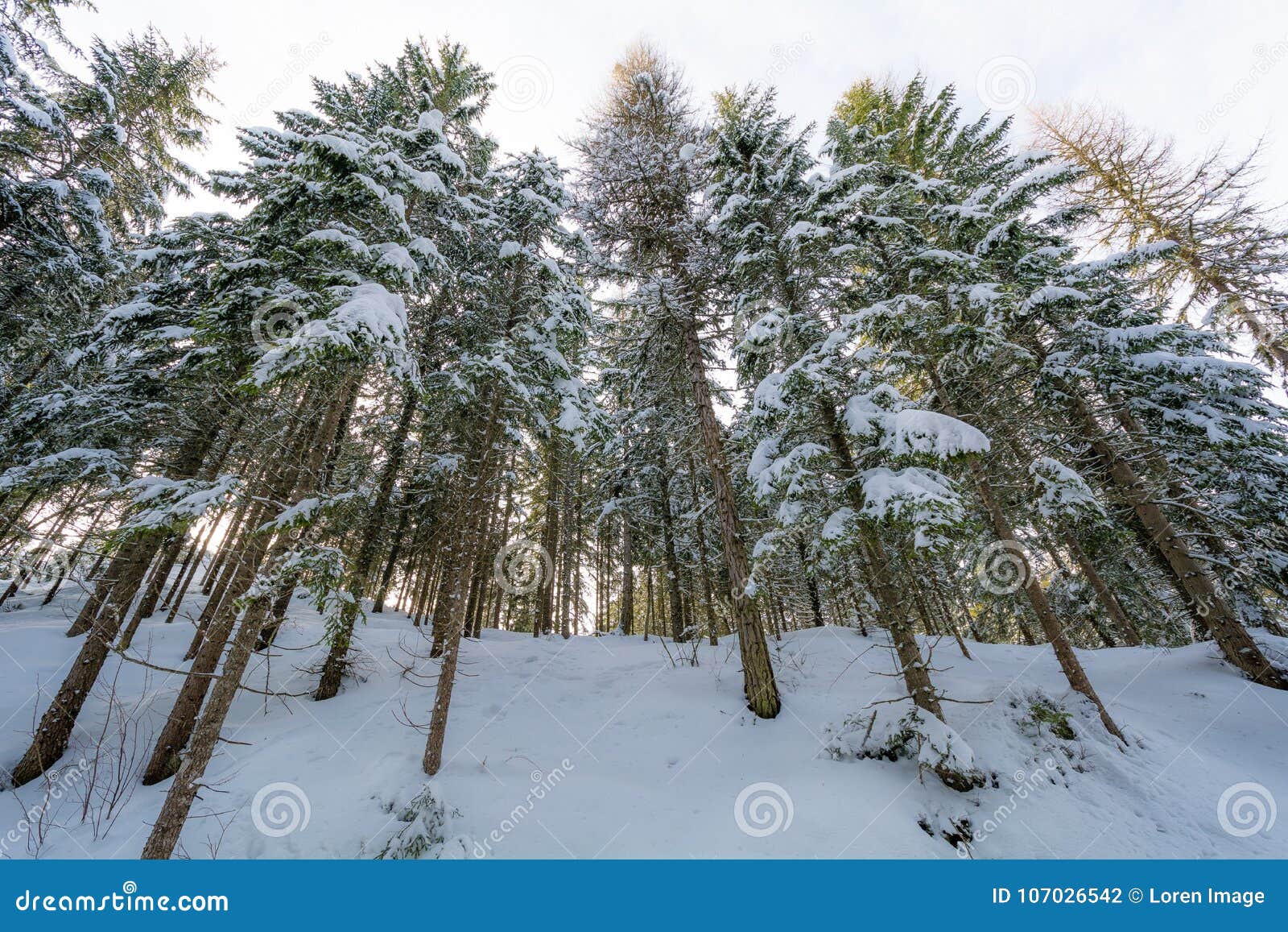 Majestic Winter Landscape with Snow-covered Trees. Dramatic Winter ...