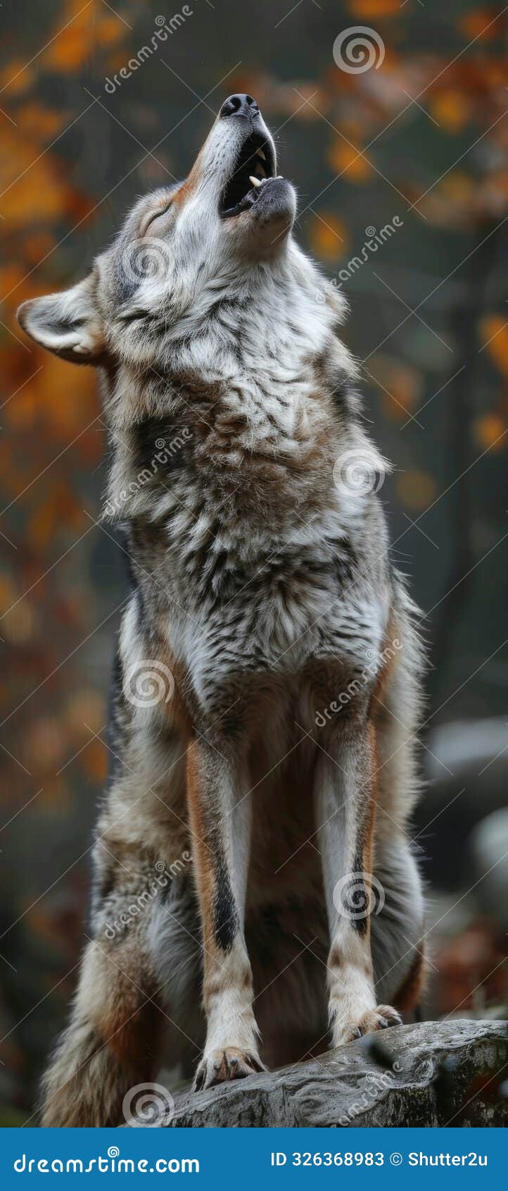 Majestic Wolf Double Exposure With Forest Landscape Stock Photo | CartoonDealer.com #320040228