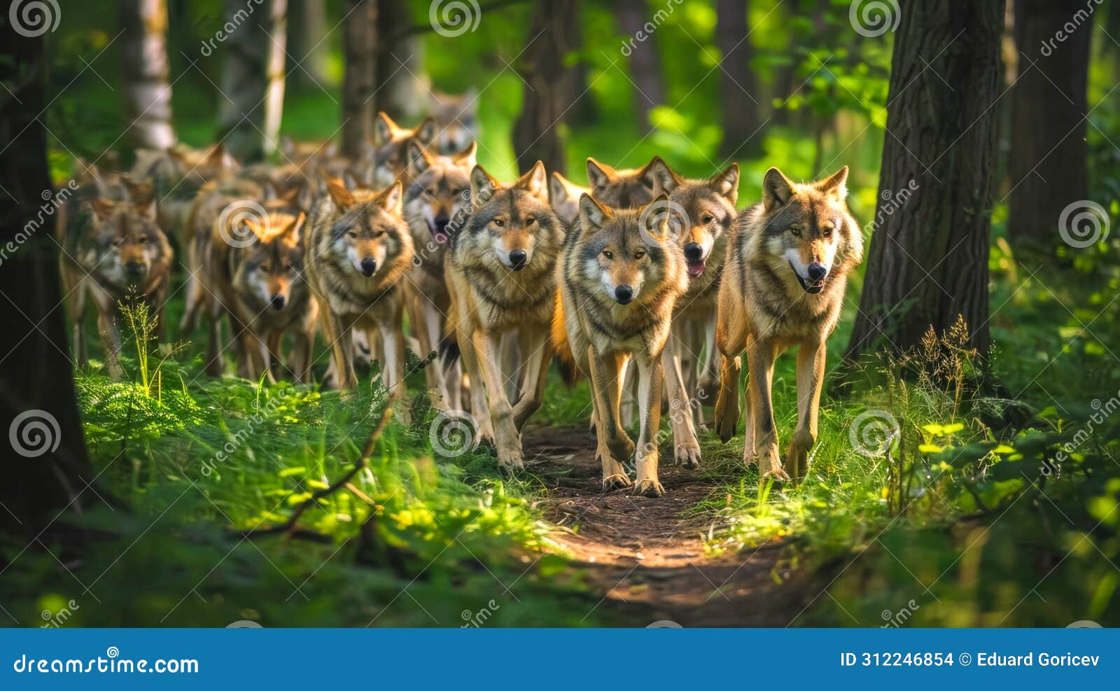 Majestic Wolf Pack on the Forest Trail Stock Photo - Image of fauna ...