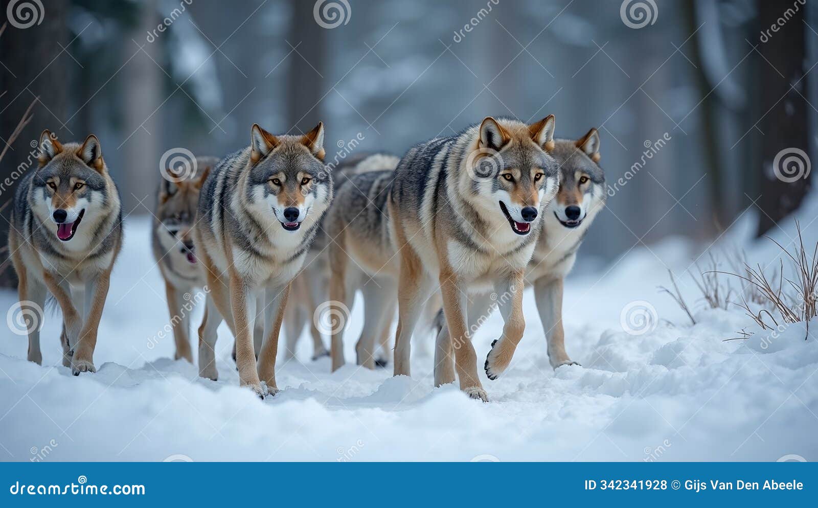 Majestic Wolf Pack in Snowy Forest Alpha Leading Young Stock ...