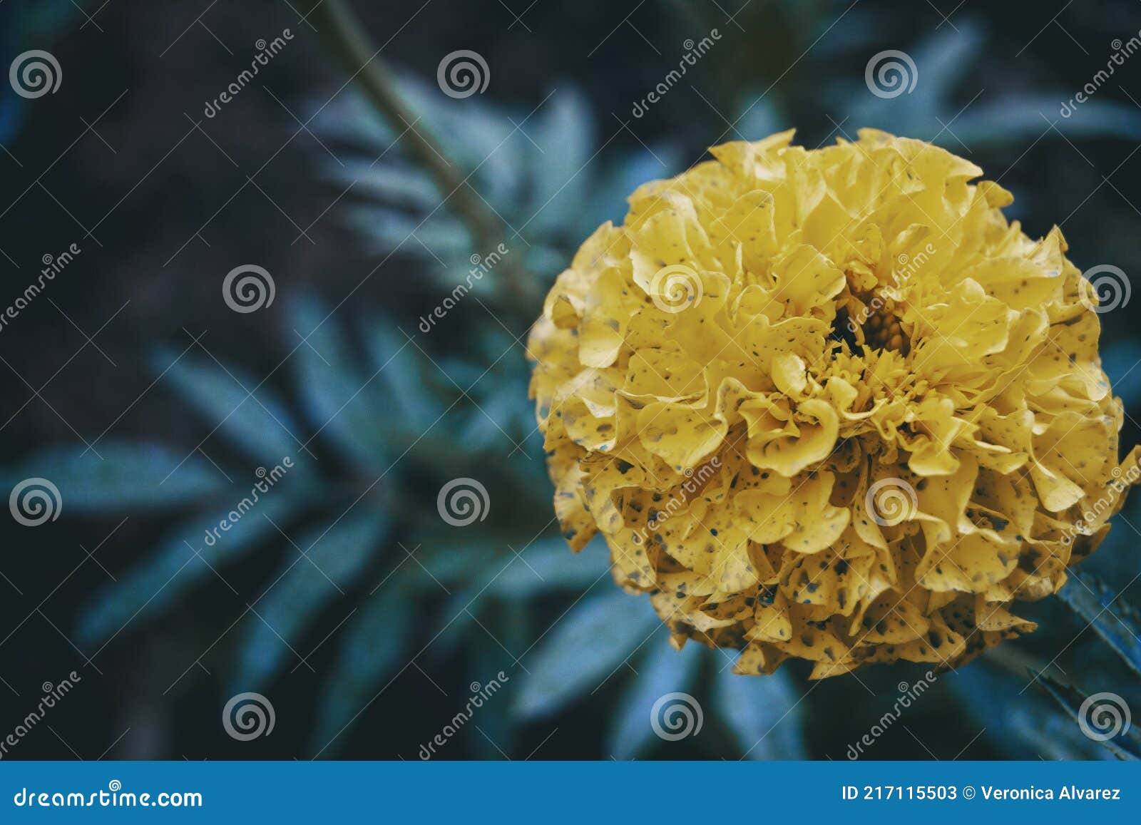 A Majestic Yellow Flower on One Side of the Image Stock Image - Image ...