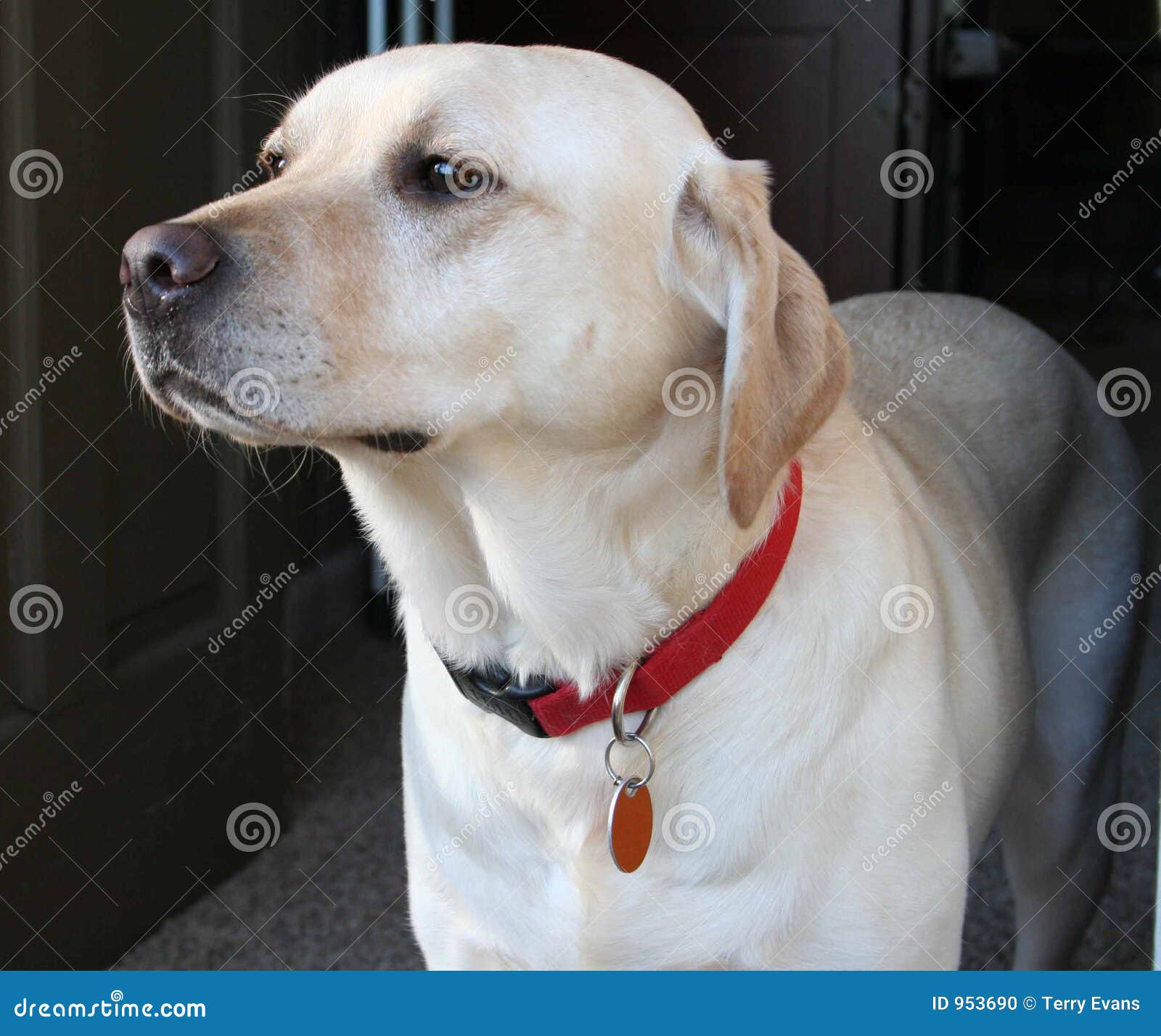Majestic yellow Lab stock photo. Image of expression, canine - 953690