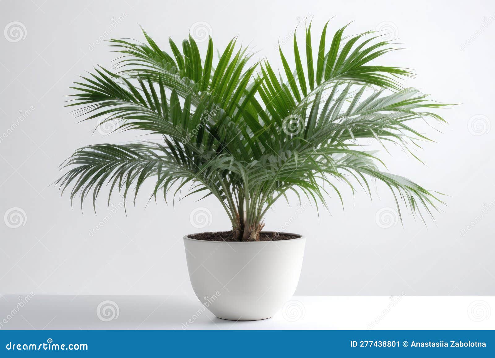 Majesty Palm Ravenea Rivularis in a White Pot on a White Background ...