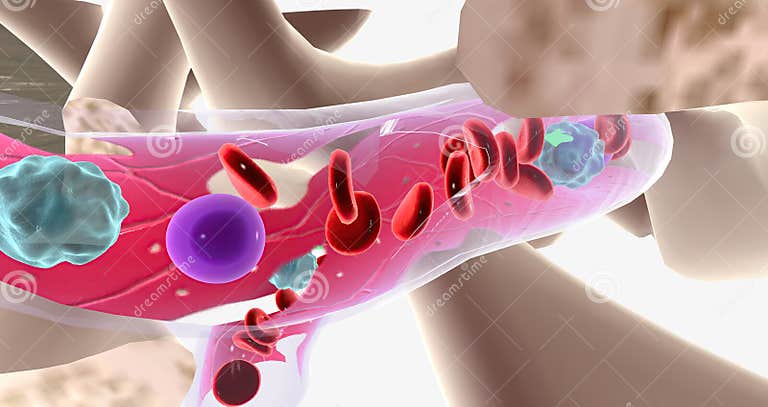 The Major Function of Bone Marrow is To Produce Blood Cells Stock ...