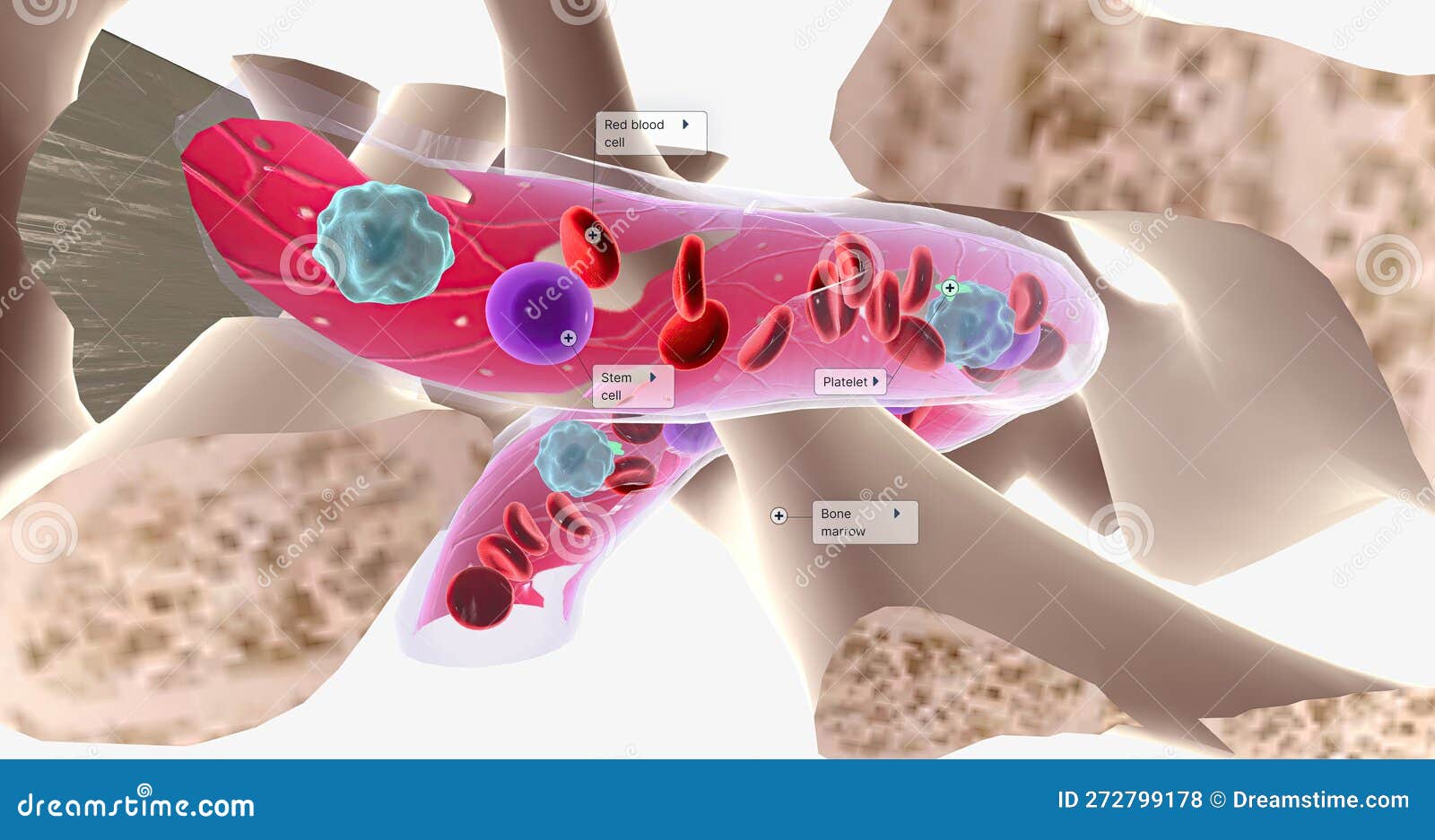 The Major Function of Bone Marrow is To Produce Blood Cells Stock ...