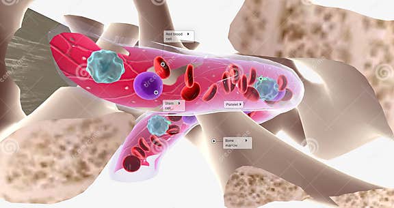 The Major Function of Bone Marrow is To Produce Blood Cells Stock ...