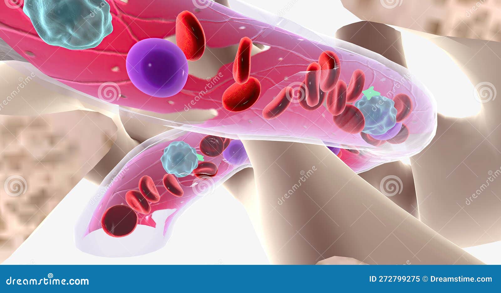 The Major Function of Bone Marrow is To Produce Blood Cells Stock ...