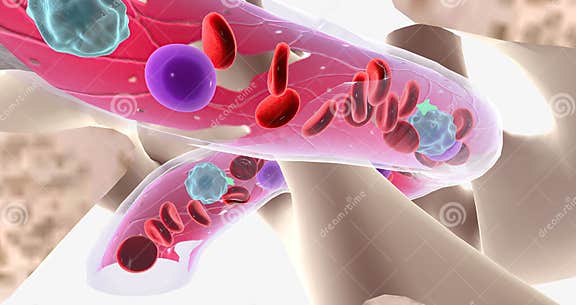 The Major Function of Bone Marrow is To Produce Blood Cells Stock ...