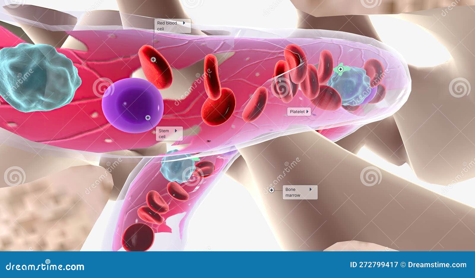 The Major Function of Bone Marrow is To Produce Blood Cells Stock ...