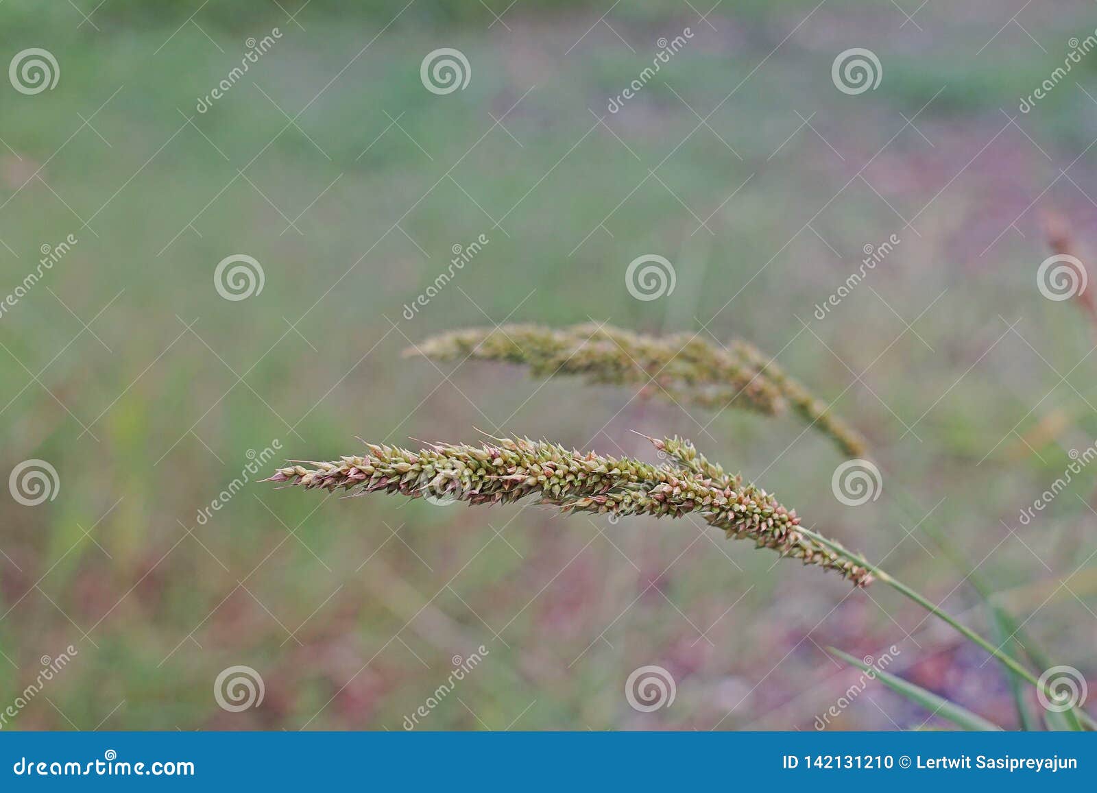 Major Grass Weed In Rice Production Field Royalty-Free Stock ...